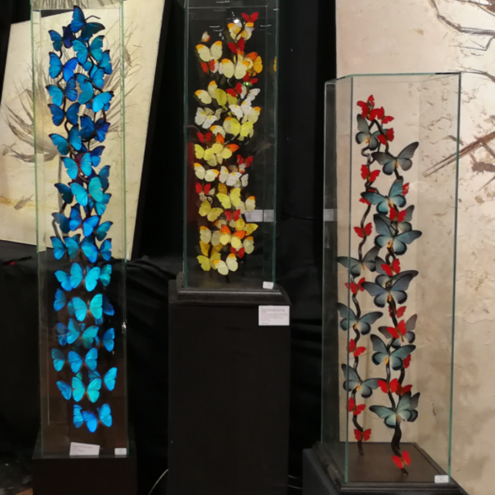 Flight of Morpho butterflies, cabinet of curiosities. - Decorative ...