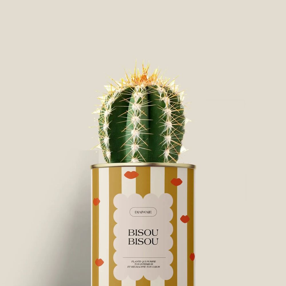 Bisou bisou - Mini Cactus - Gifts - DIAIWAIE | MOM